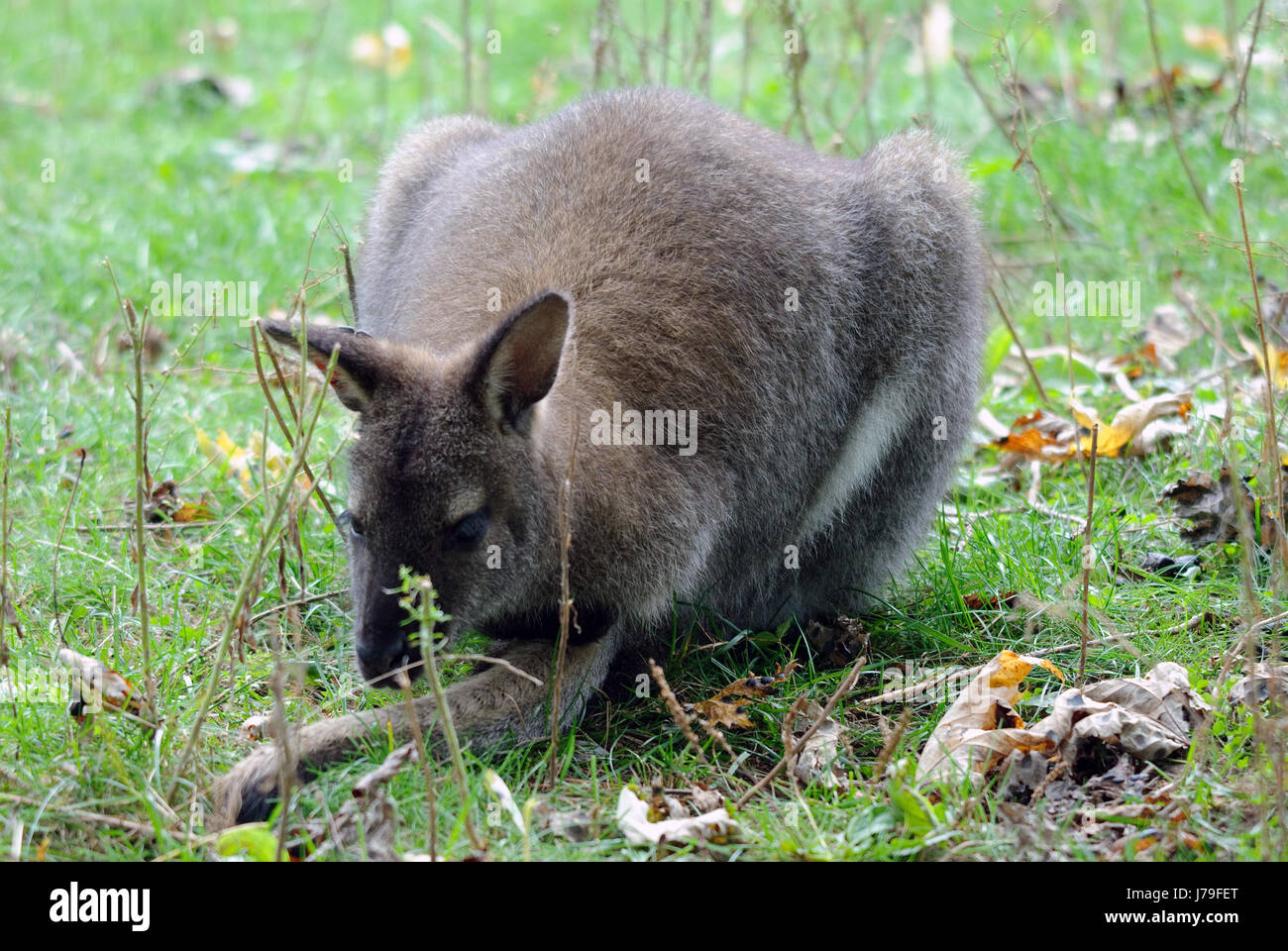 animal mammal summer summerly australia wildlife tail outback kangaroo ...