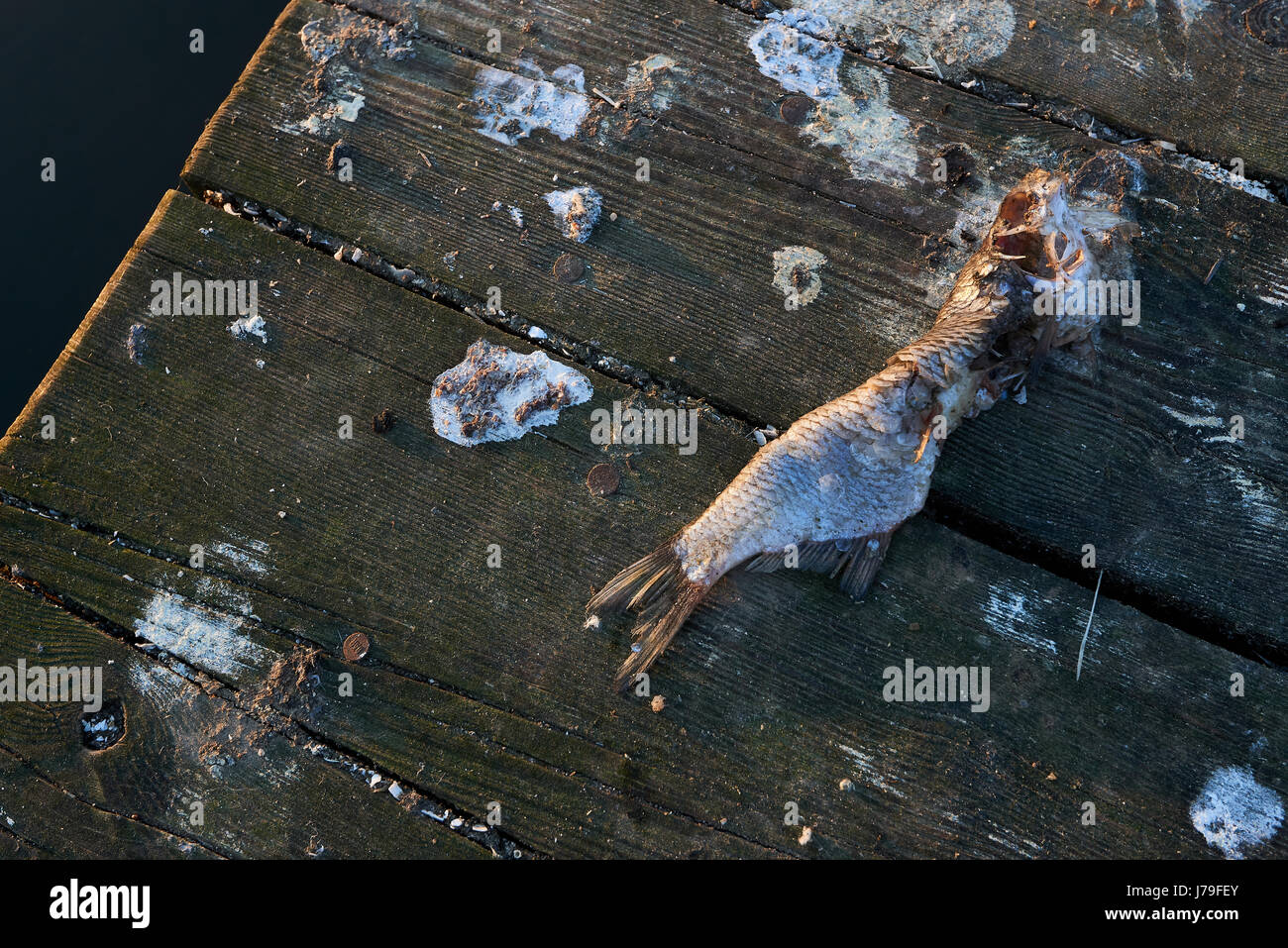 dead smelling fish in the morning Stock Photo - Alamy