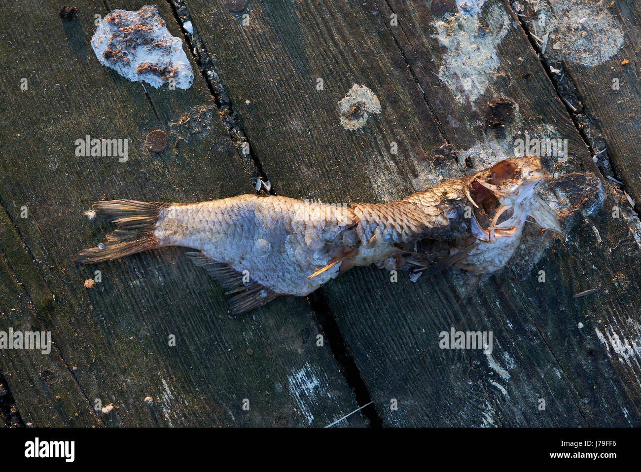 Rotten food smelling hi-res stock photography and images - Alamy