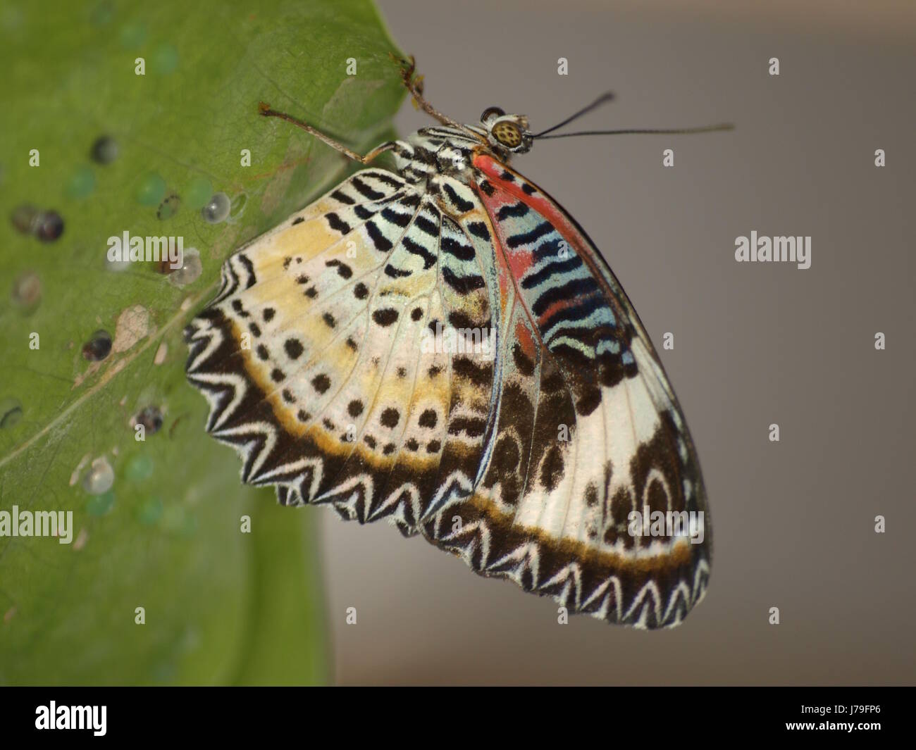 Leopard lacewing butterflies hi-res stock photography and images - Alamy