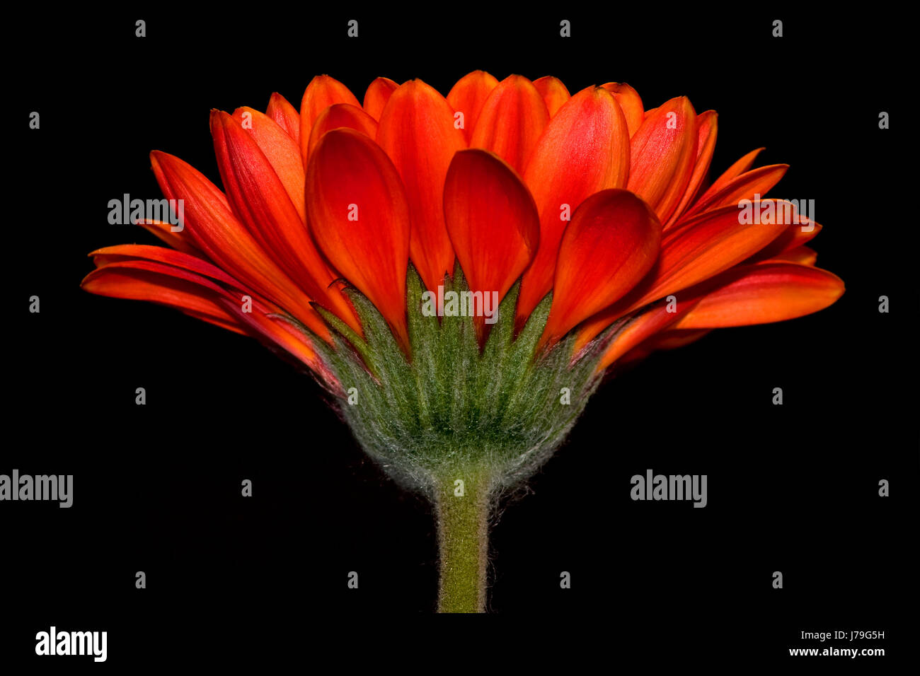 Rote gerbera hi-res stock photography and images - Alamy