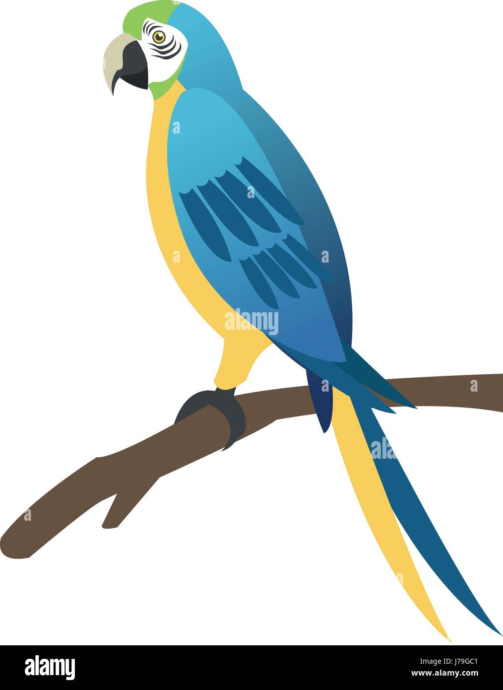 blue and yellow macaw parrot brazil Stock Vector Image & Art - Alamy