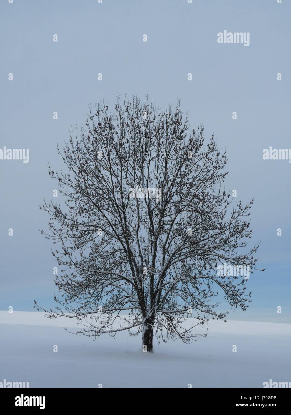 tree silhouette in snow Stock Photo - Alamy