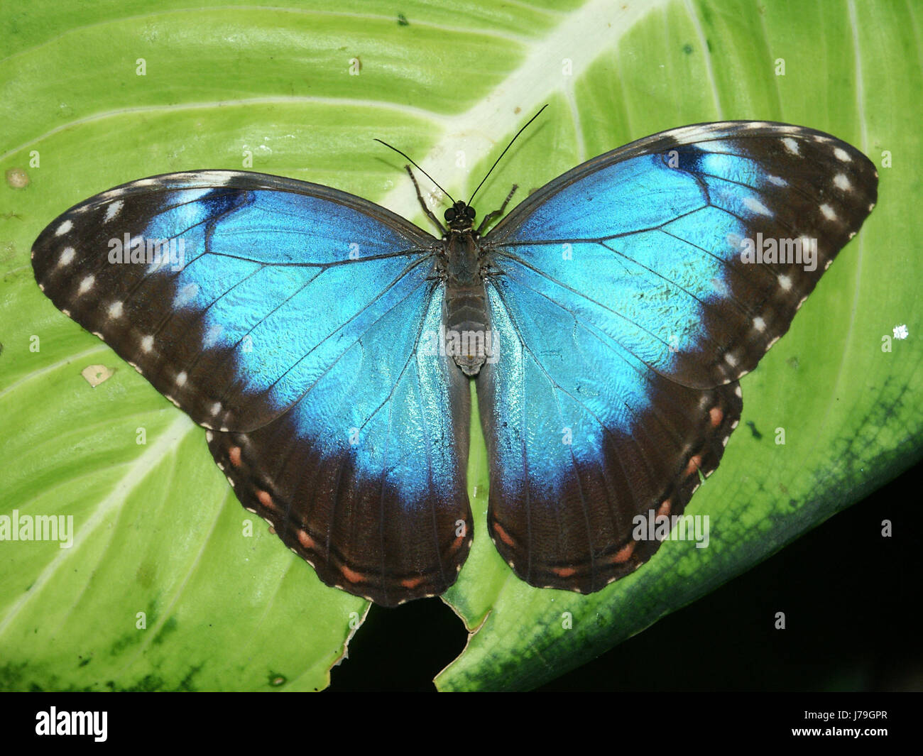 blue insect butterfly tropical bug species beautiful beauteously nice ...