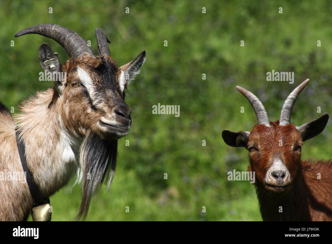 Goat Leader High Resolution Stock Photography and Images - Alamy