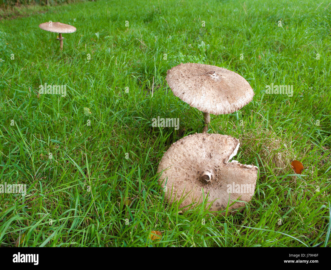 mushroom fungus edible season forest fall autumn close food aliment ...