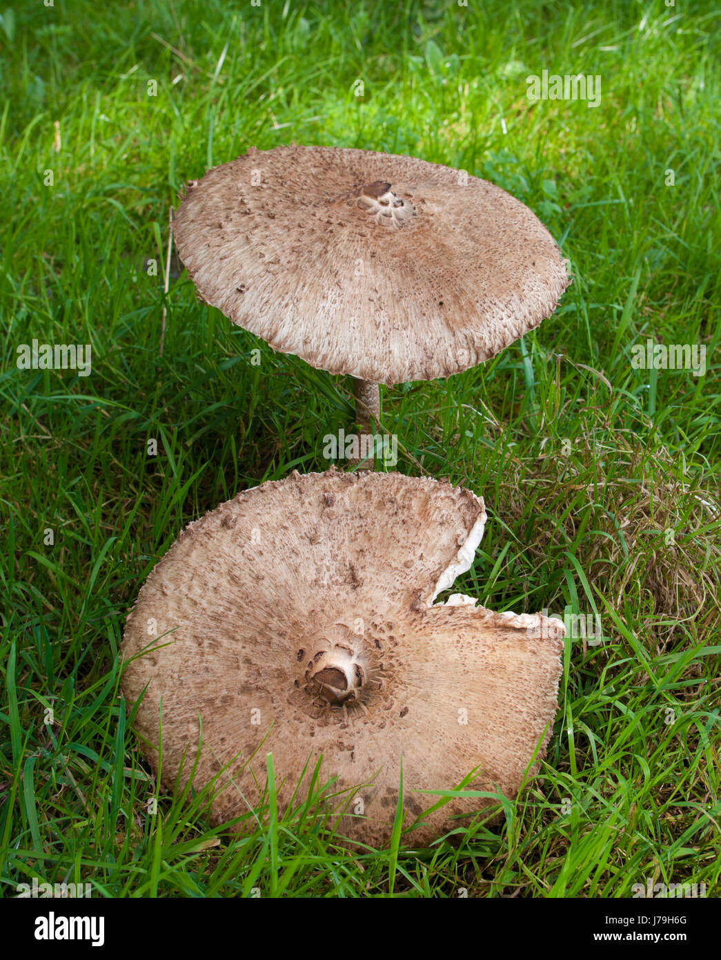 mushroom fungus edible season fall autumn close food aliment macro ...