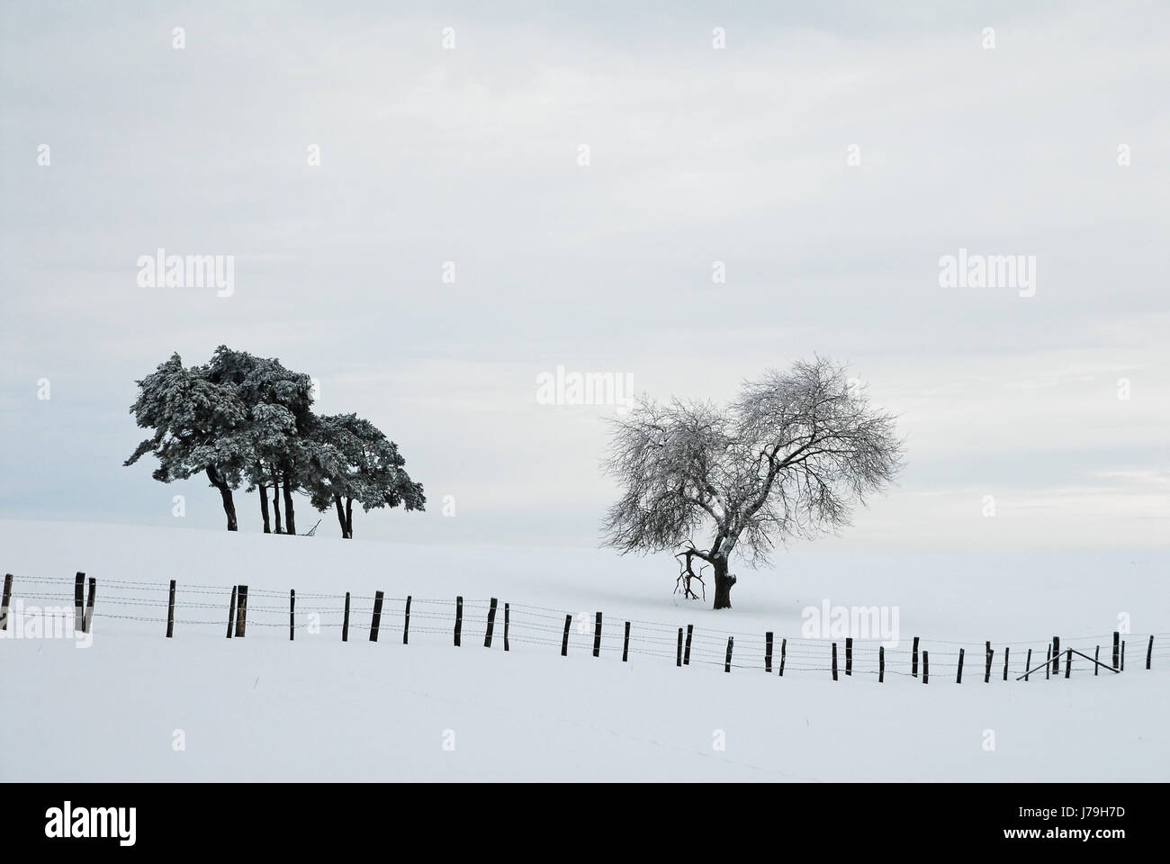 tree trees winter fence snow tree winter field clump of trees branches ...
