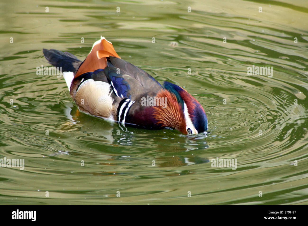 animal bird birds duck swimming swiming swim swims to do the crawl ...