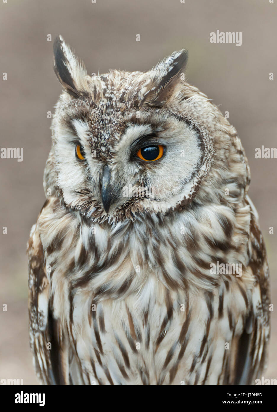 Night of the hunter hi-res stock photography and images - Alamy