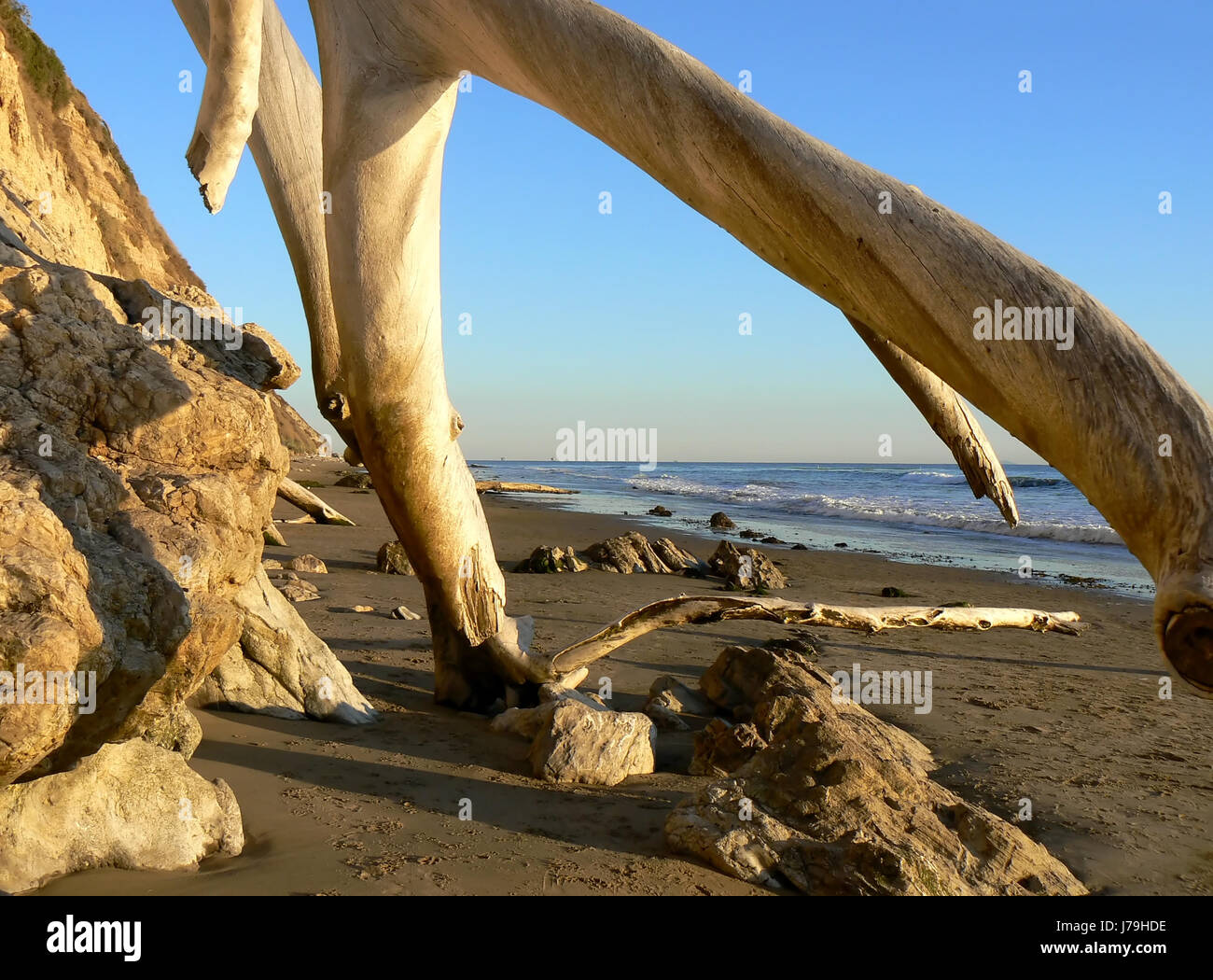 old tree trunks on the beach Stock Photo - Alamy
