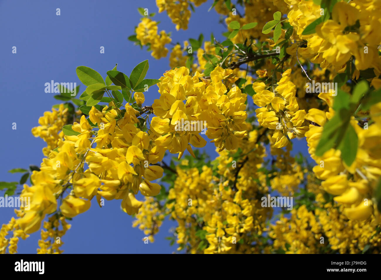 blue garden spring bush gardens yellow laburnum blue garden green bloom ...