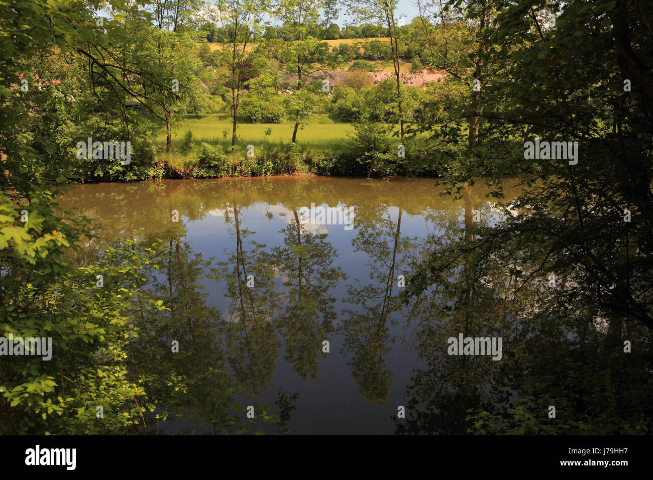 stream mirroring coppice meadow forest water shine shines bright lucent ...