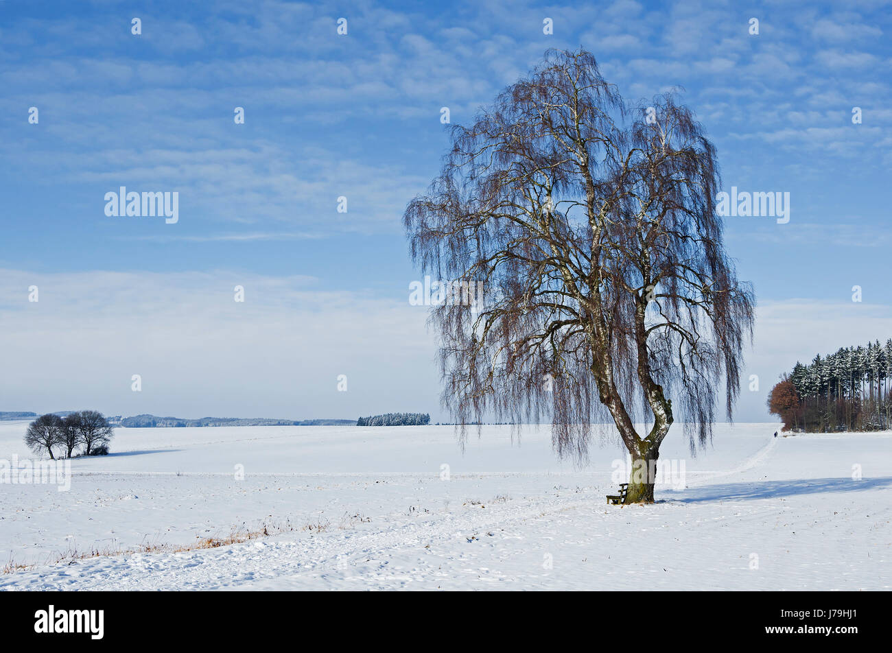 Birch tree betula winter hi-res stock photography and images - Alamy