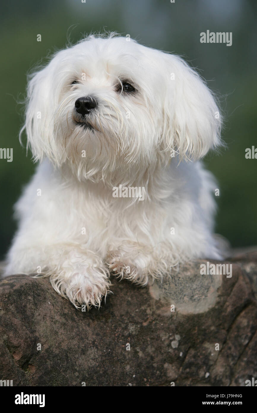 portrait animal portrait dog long hairs pedigree dog malteser laugh ...
