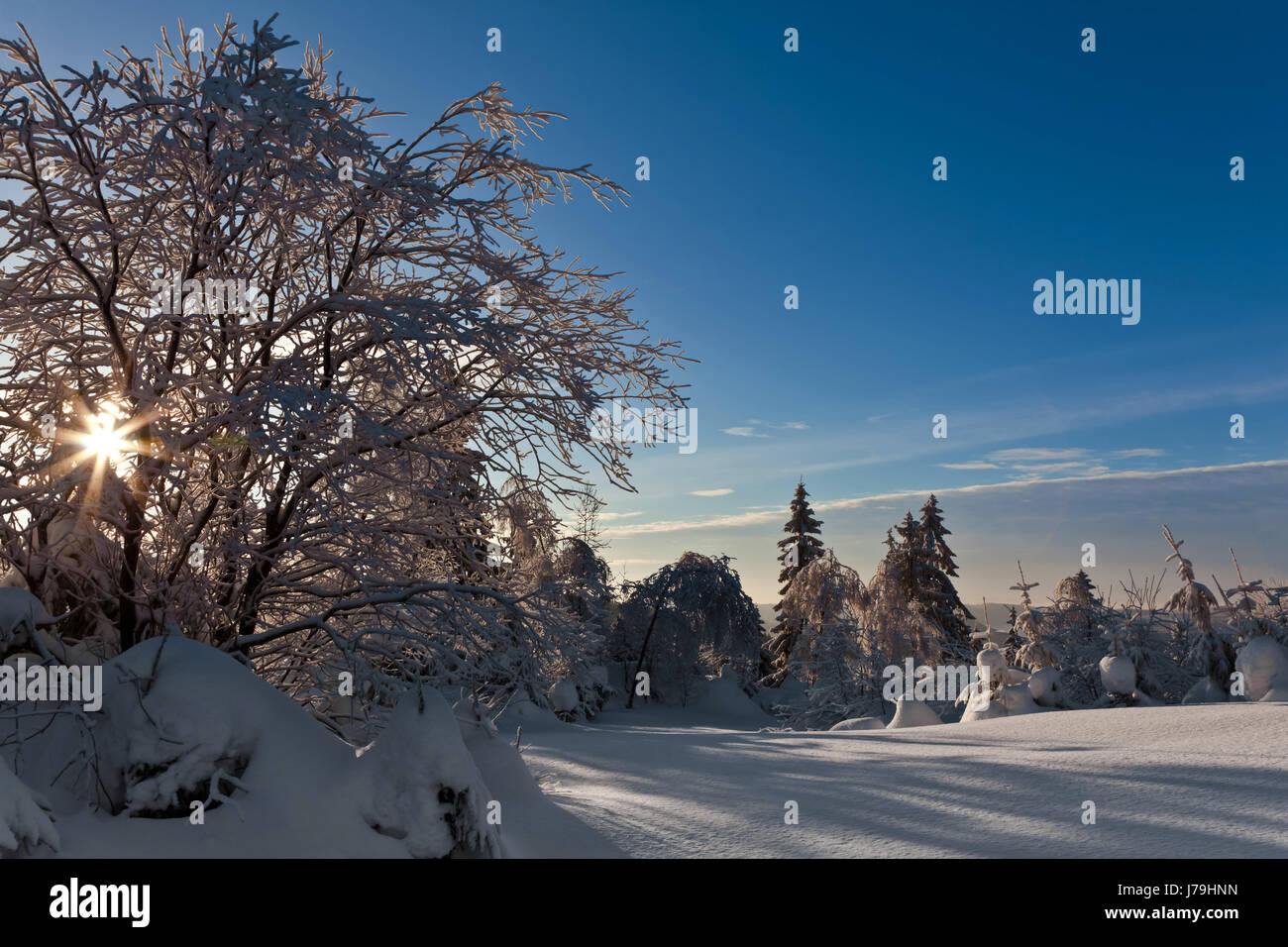 blue tree trees winter cold icy firmament sky snow blue tree trees ...