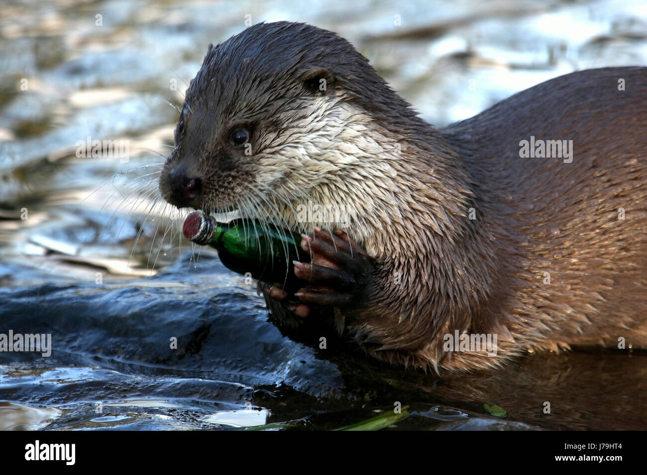 mammal bottle predator marten nature mammal bottle predator marten ...