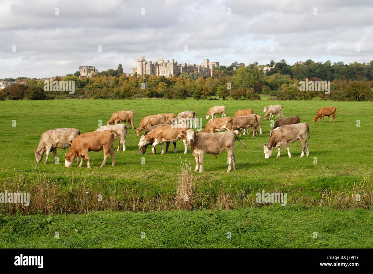 england fortress cattle castle bullock chateau field landscape scenery ...