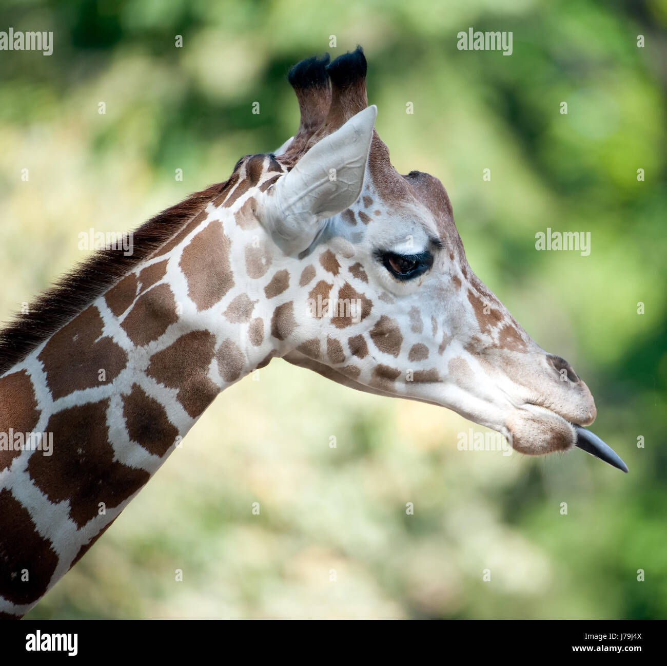 detail tongue eyes ears giraffe protrude neck head macro close-up macro ...