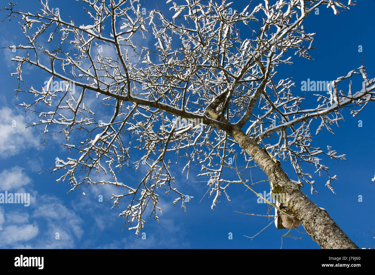 worms eye blue tree winter shine shines bright lucent light serene ...