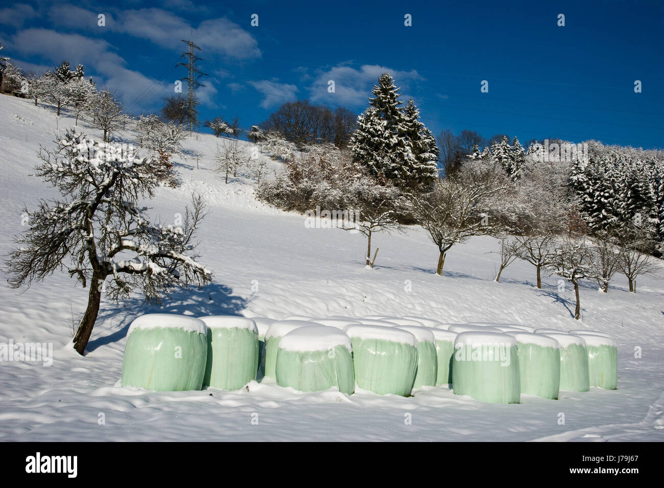 fodder tree winter storage snow harvest fodder tree winter cold shine ...