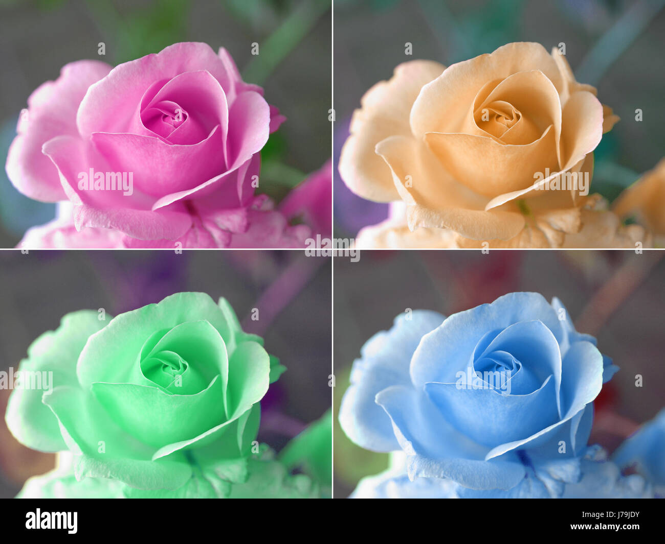art colour flower plant rose roses bouquet pop color art colour modern ...