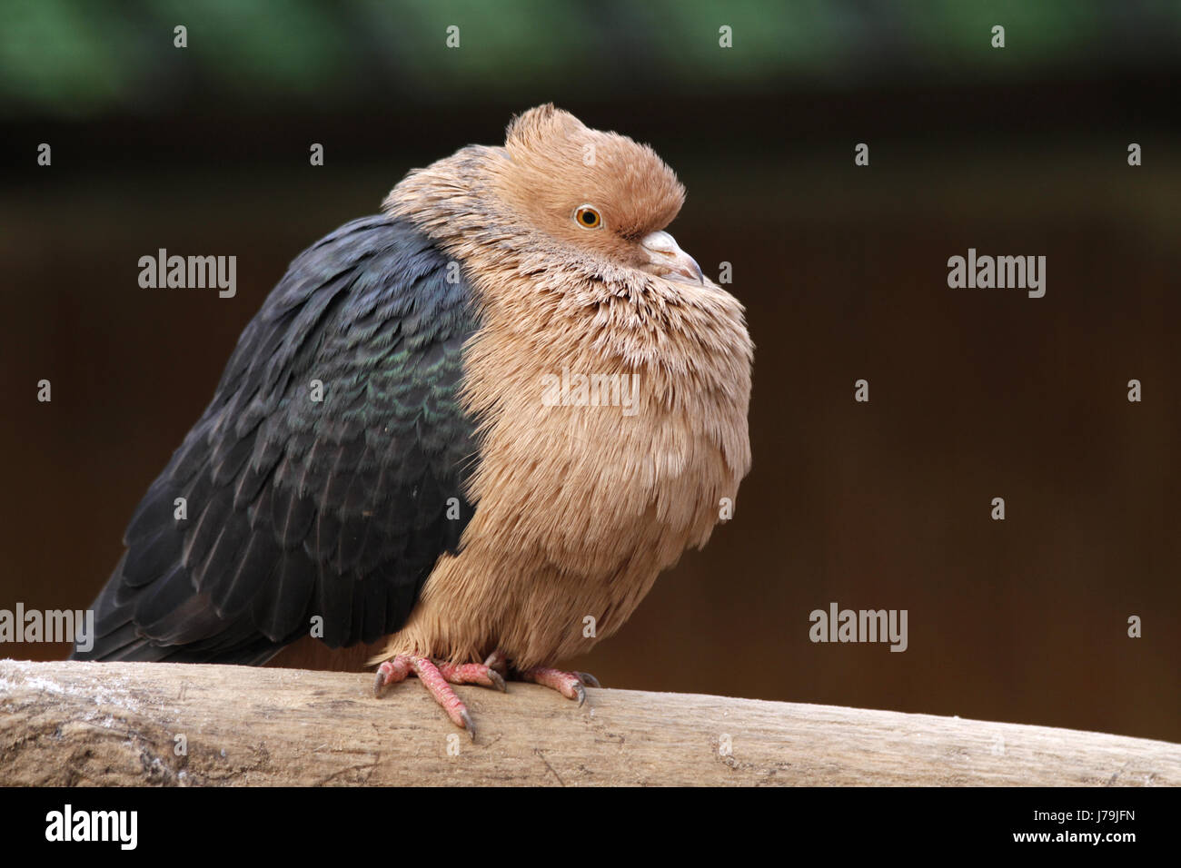Archangel pigeon hi-res stock photography and images - Alamy