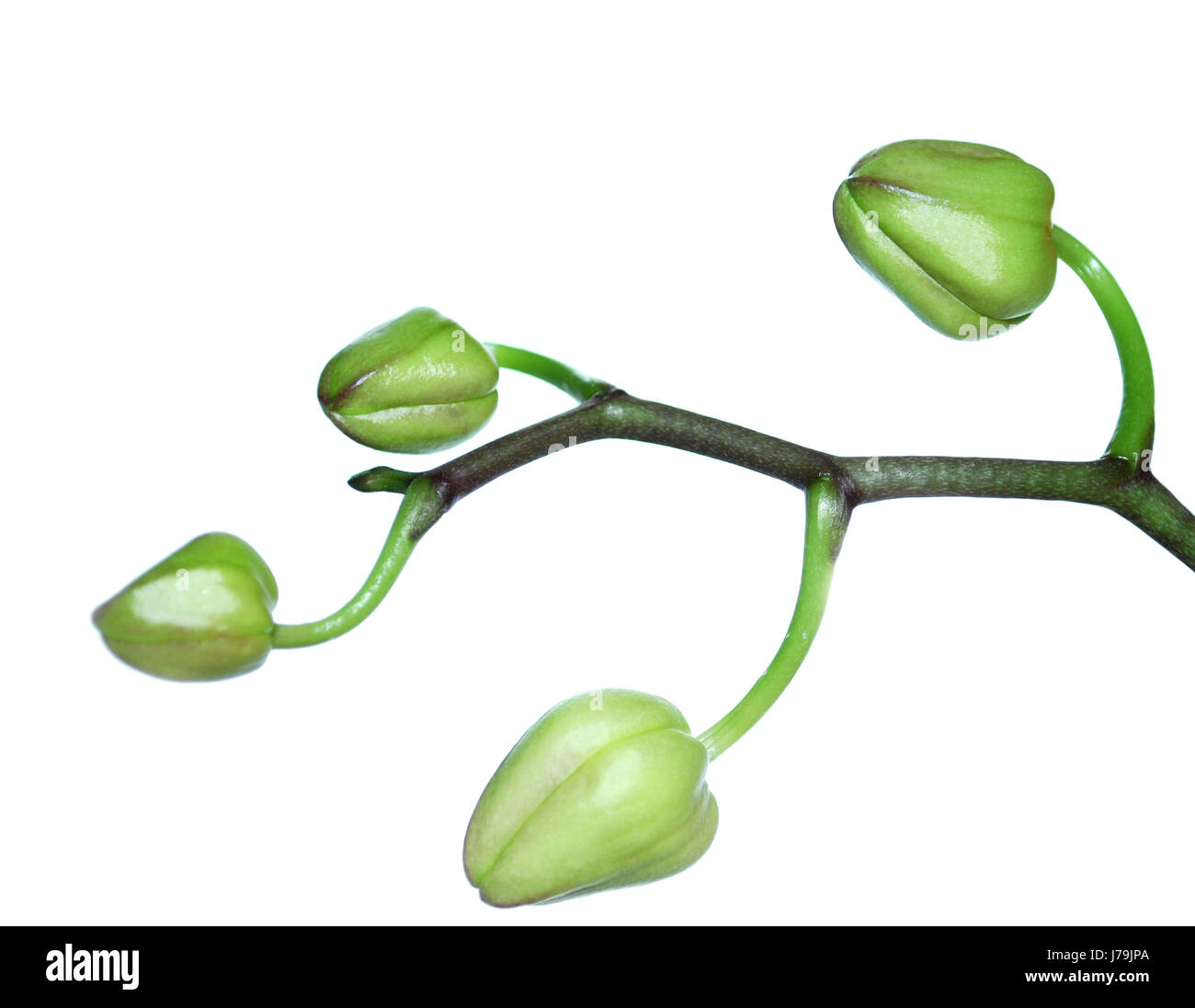 leaf green leaves stalk bud buds flower orchid plant nature leaf flower ...