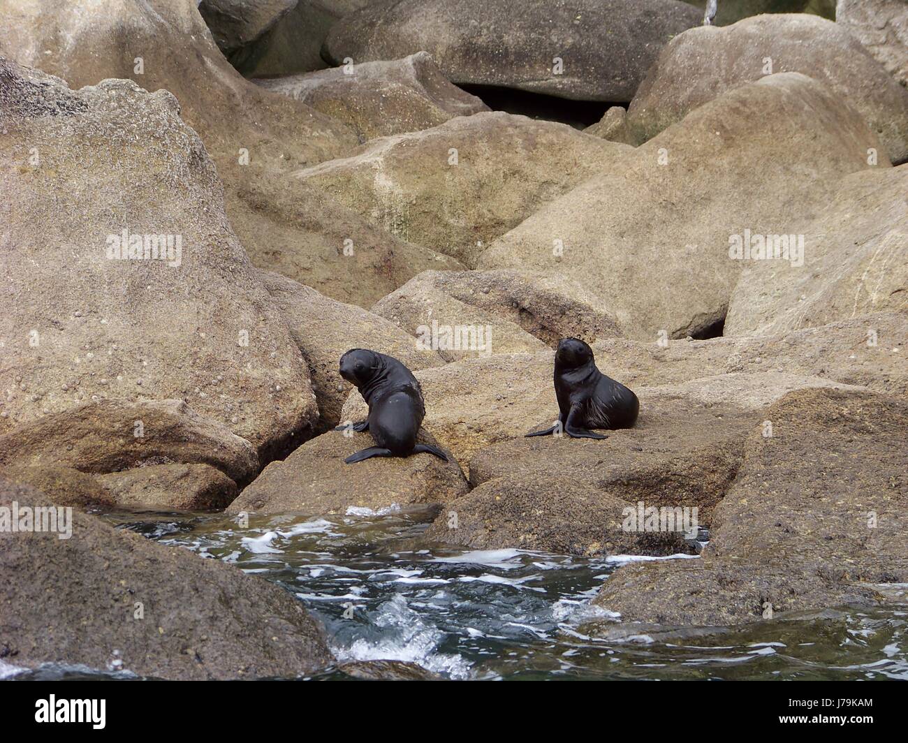 Small seal hi-res stock photography and images - Alamy