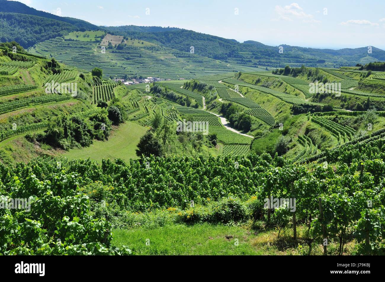 green agriculture farming vines viticulture vine grape vine grape-vine ...