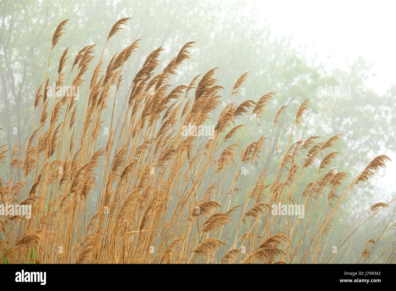 Reeds and Grasses Stock Photo - Alamy