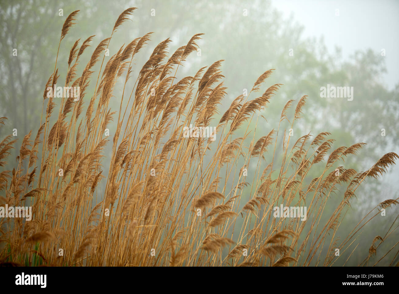 Grasses in the swamp hi-res stock photography and images - Alamy