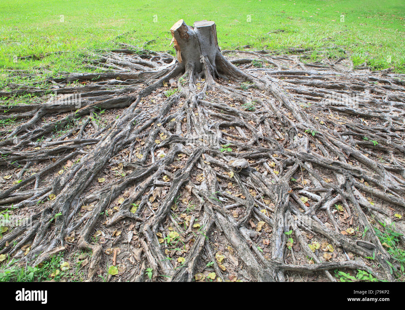 cutting died of banyan tree stump with root in green field Stock Photo ...