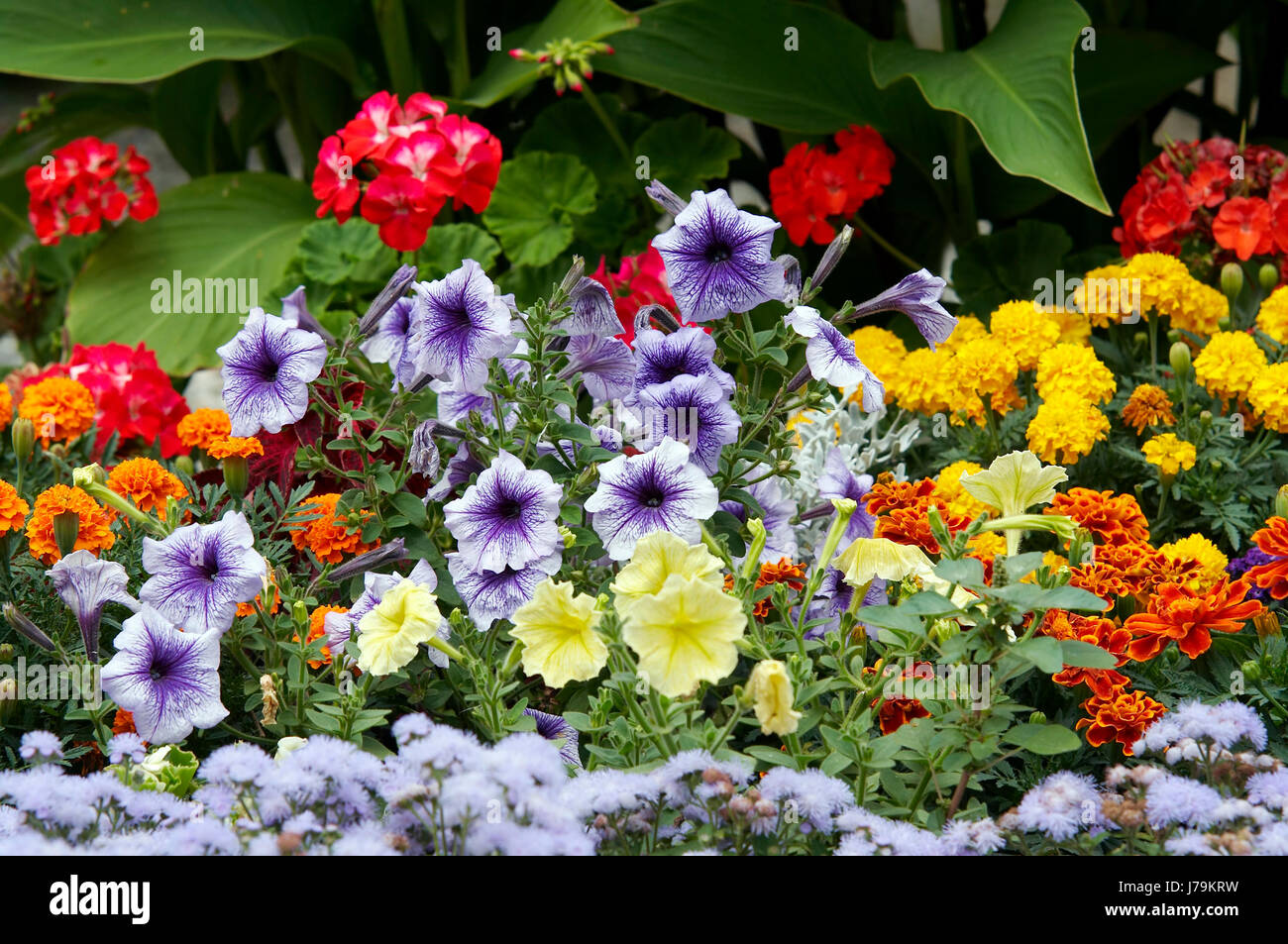 bloom blossom flourish flourishing flower flowers plant spring bouquet ...