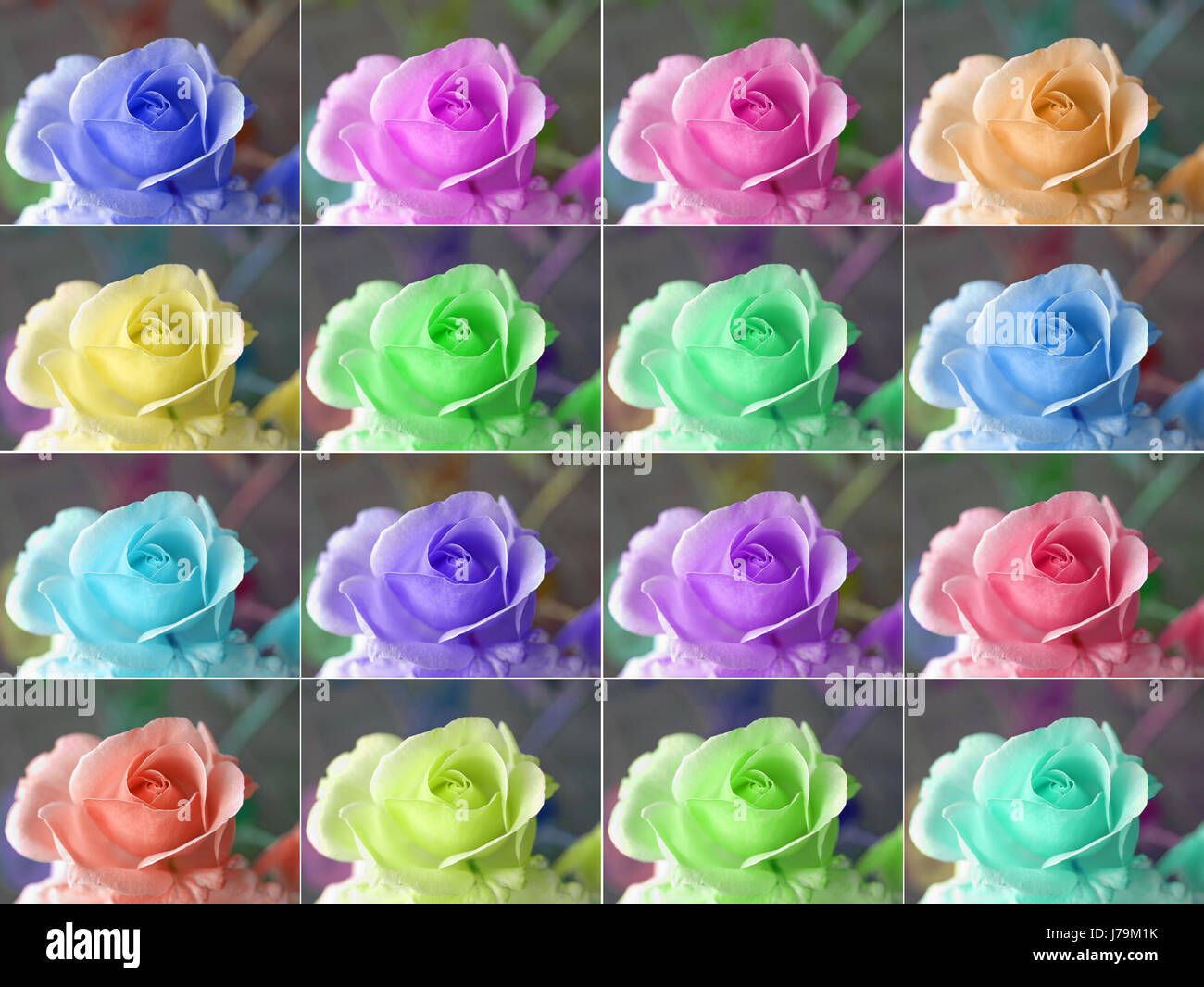 art colour flower plant rose roses bouquet pop color art colour modern ...