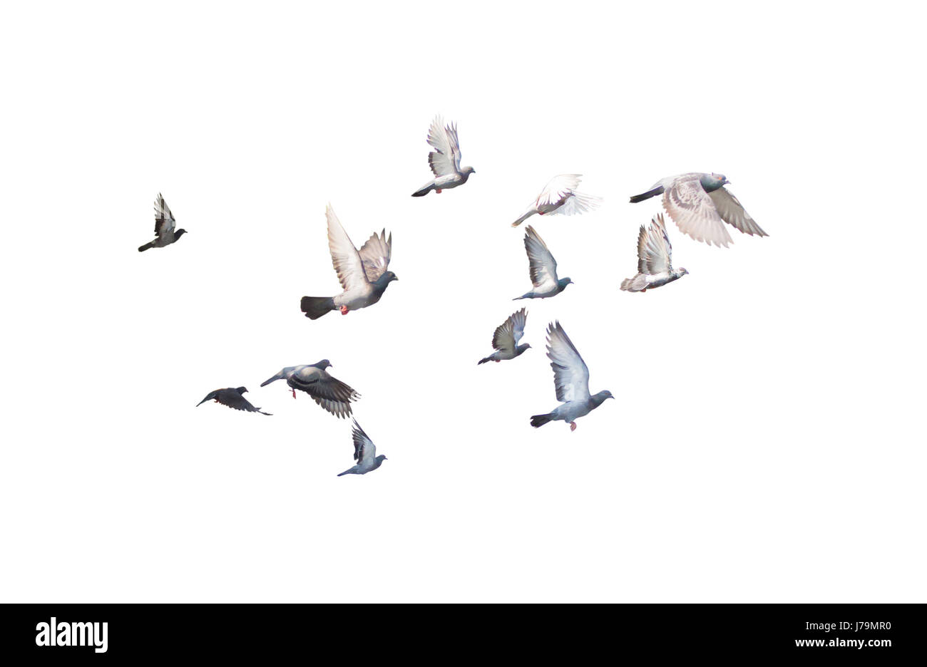 Group of pigeon hi-res stock photography and images - Alamy