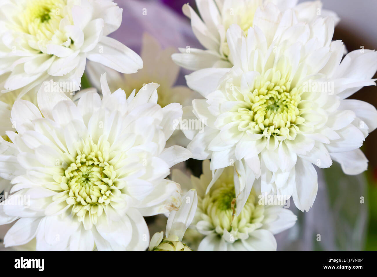 beautiful white flowers close up feel smooth Stock Photo - Alamy