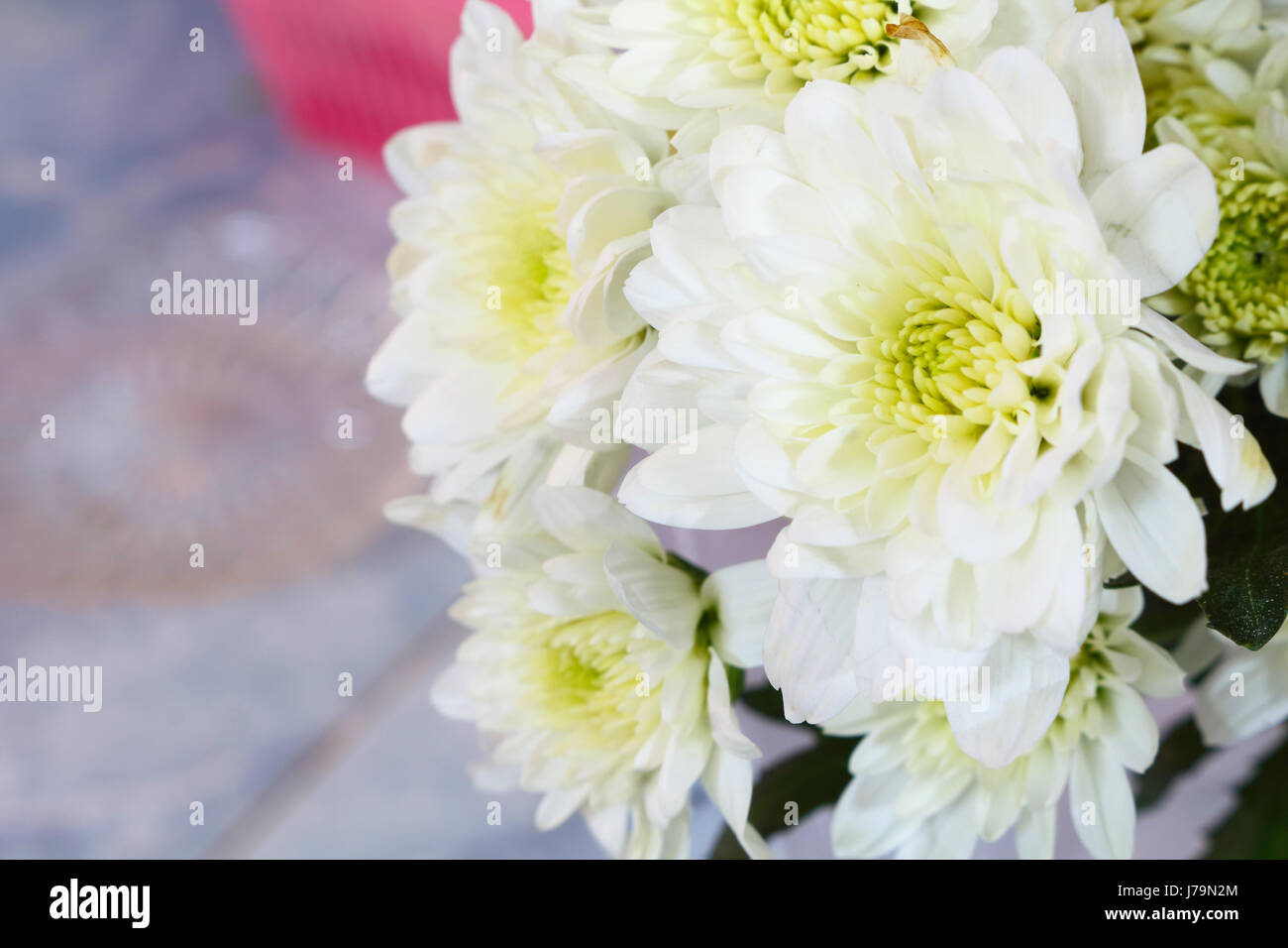 beautiful white flowers close up feel smooth Stock Photo - Alamy