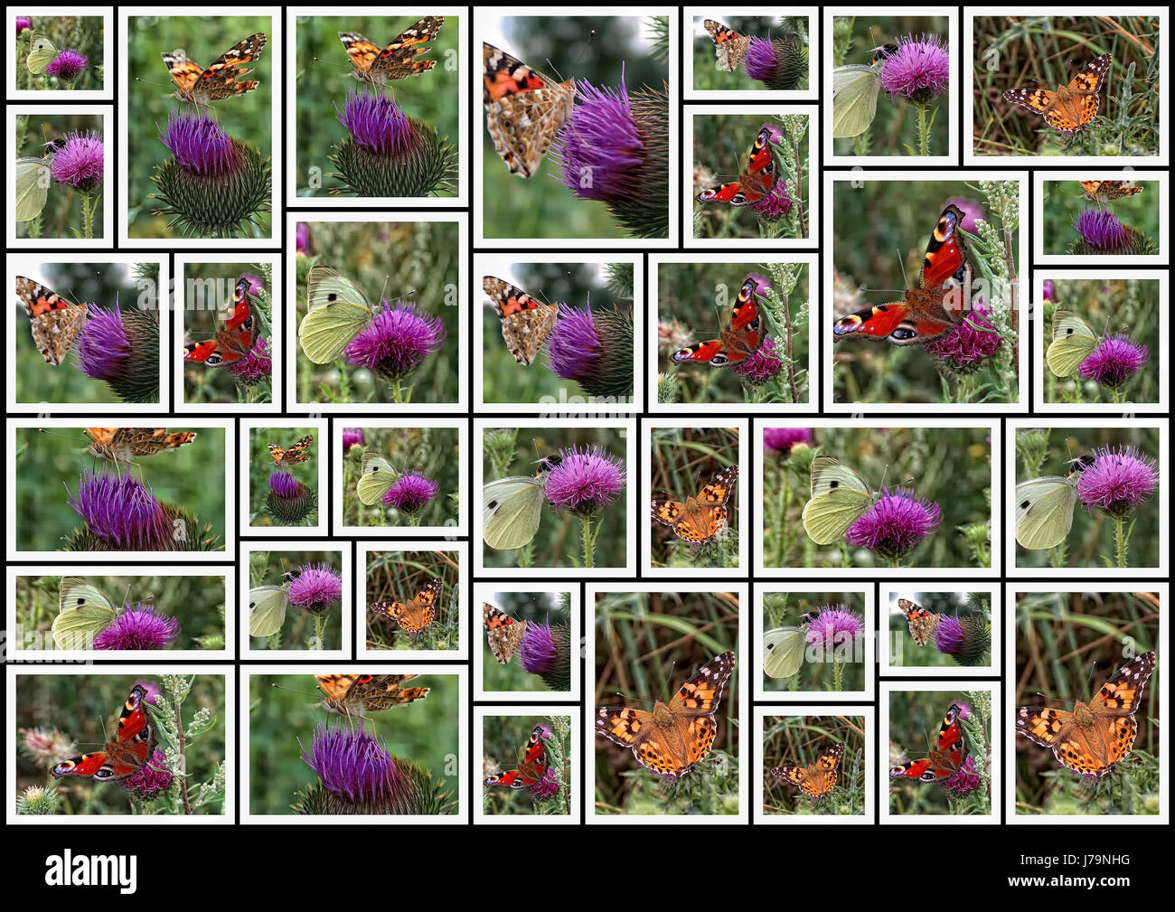 moth collage butterfly butterflies collection of pictures photo picture ...