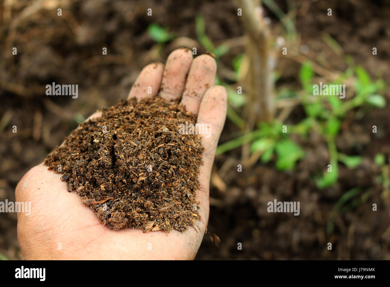 compost in hand use to growing plant Stock Photo - Alamy