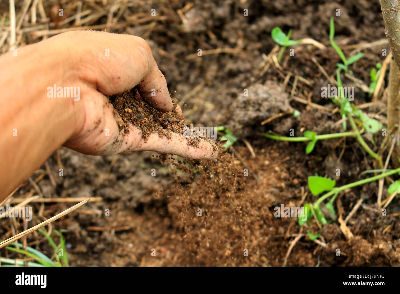 compost in hand use to growing plant Stock Photo - Alamy