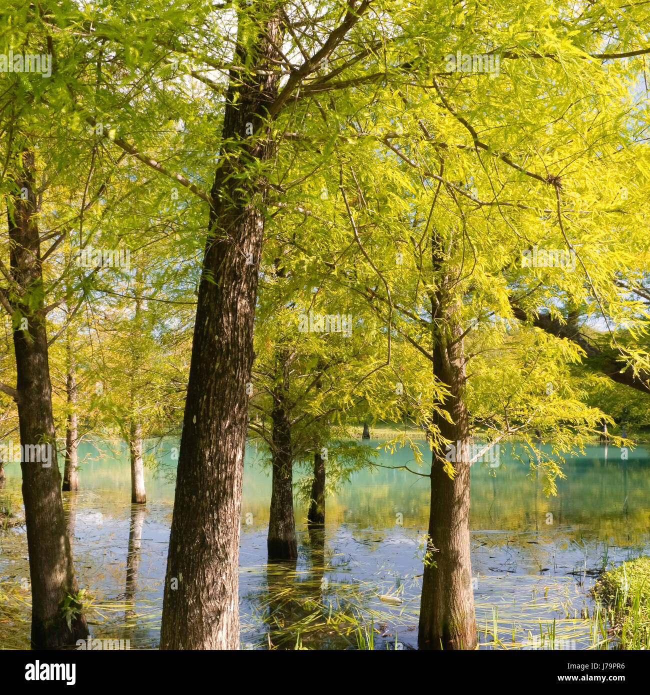 field flora idyllic fresh water lake inland water water landscape ...