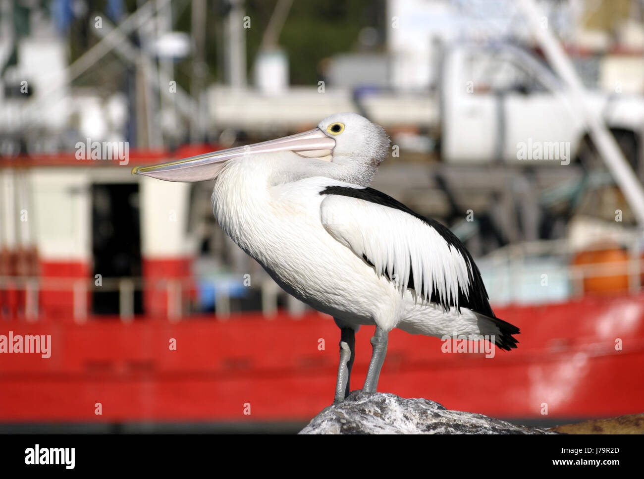 bird birds australia feathers beak feathering pelican beaks bird birds Stock Photo - Alamy
