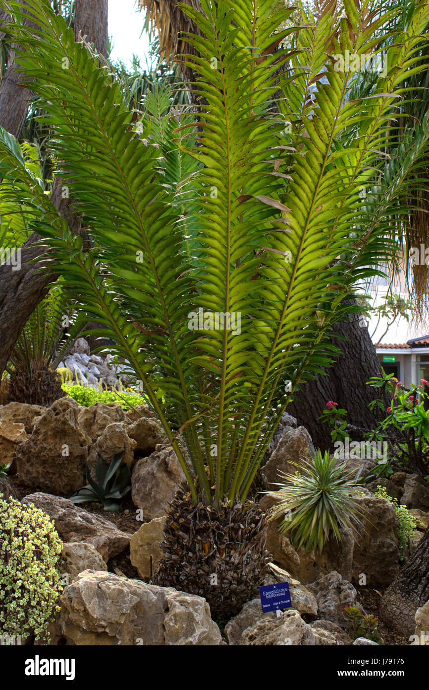 Exotic garden of Monaco, jardins exotique de Monaco: collection of ...