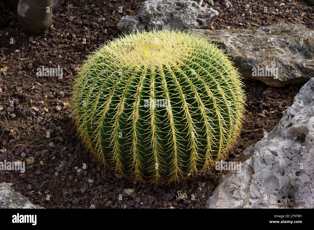 Exotic garden of Monaco, jardins exotique de Monaco: collection of ...