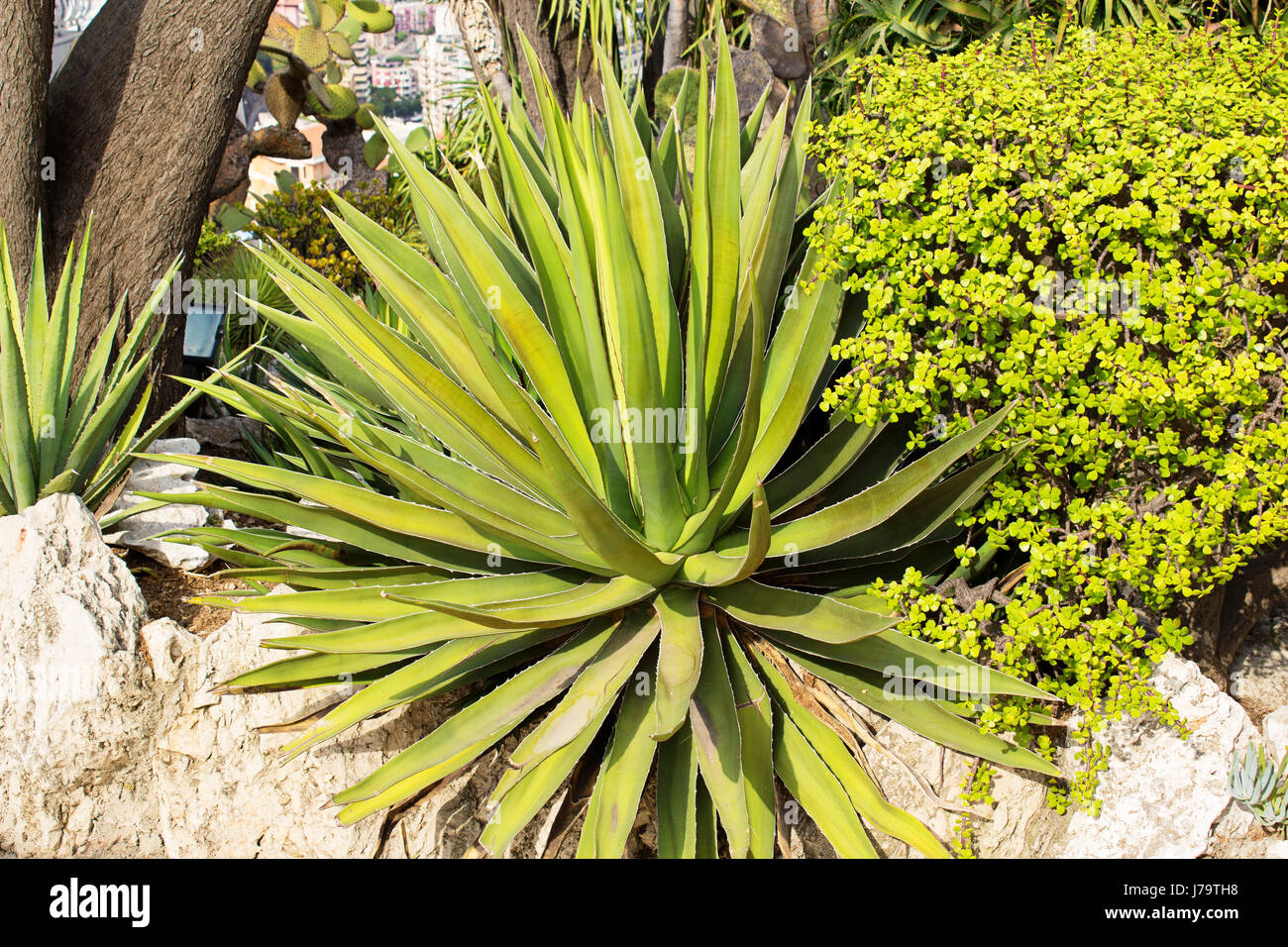 Exotic garden of Monaco, jardins exotique de Monaco: collection of ...