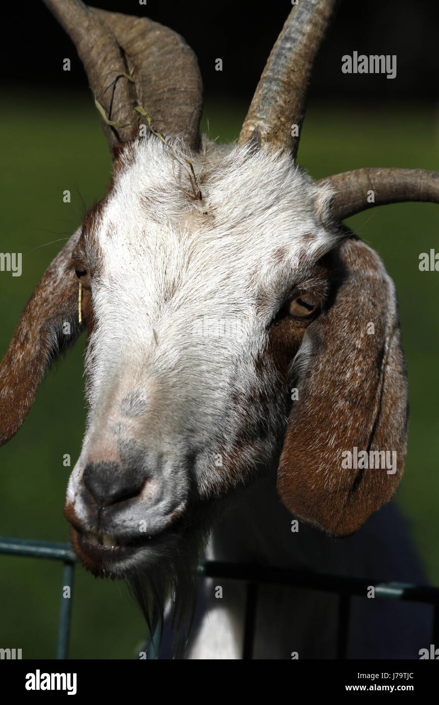 Four horn goat hi-res stock photography and images - Alamy