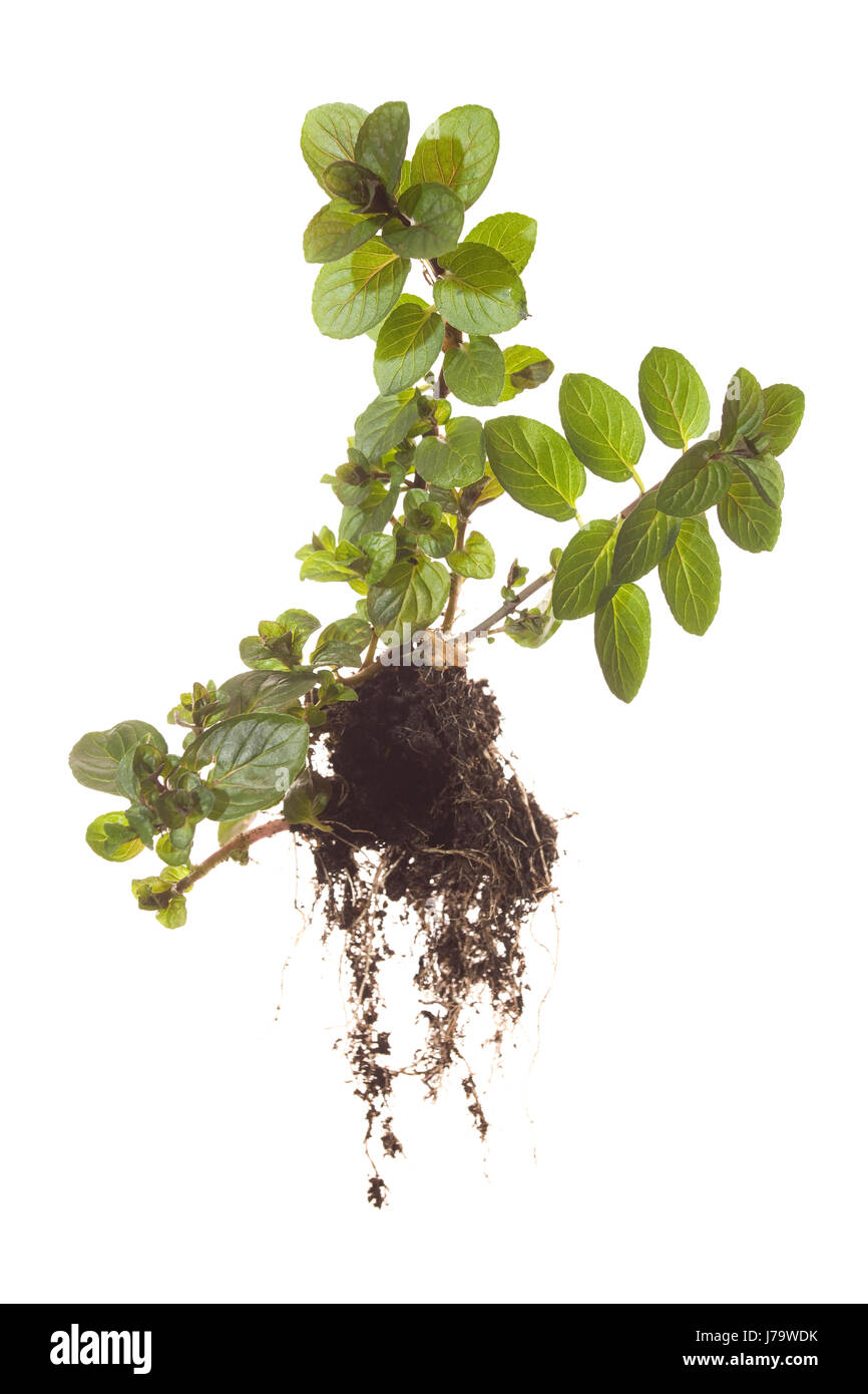 Invasive mint plant Cut Out Stock Images & Pictures - Alamy