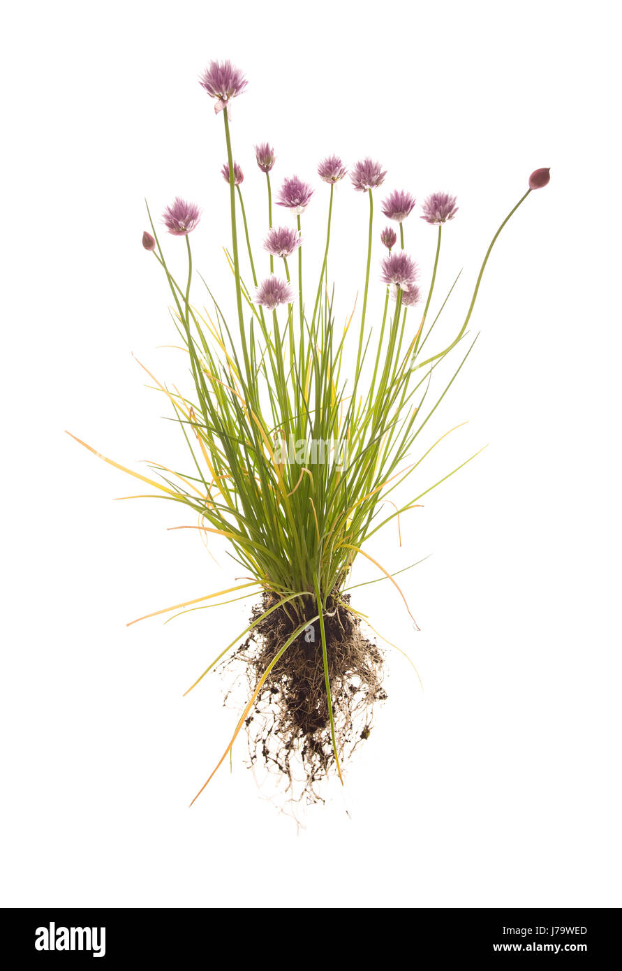 whole chives plant with roots on isolated white background Stock Photo ...