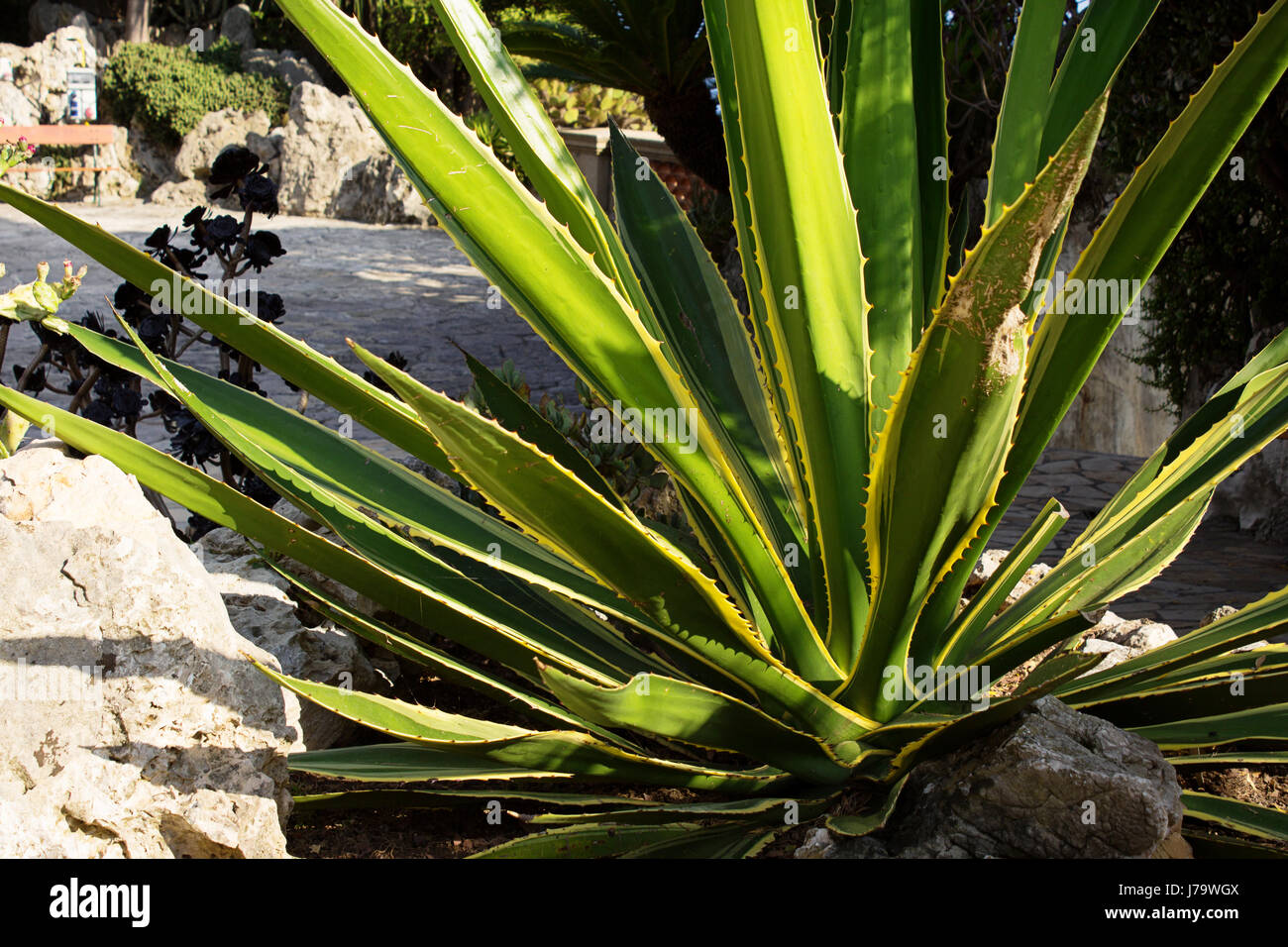 Exotic garden of Monaco, jardins exotique de Monaco: collection of ...